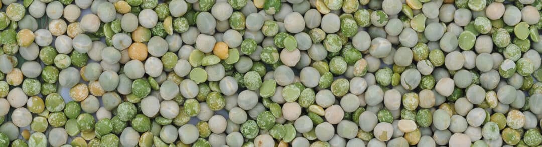 Maple peas - Agri