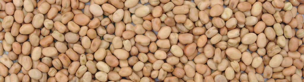 Faba Beans | ADM Agri