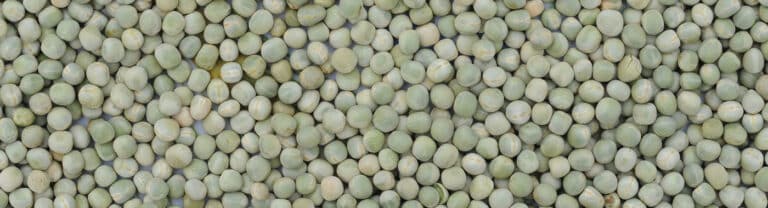Maple peas - Agri