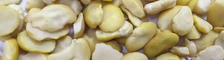 Faba Beans | ADM Agri