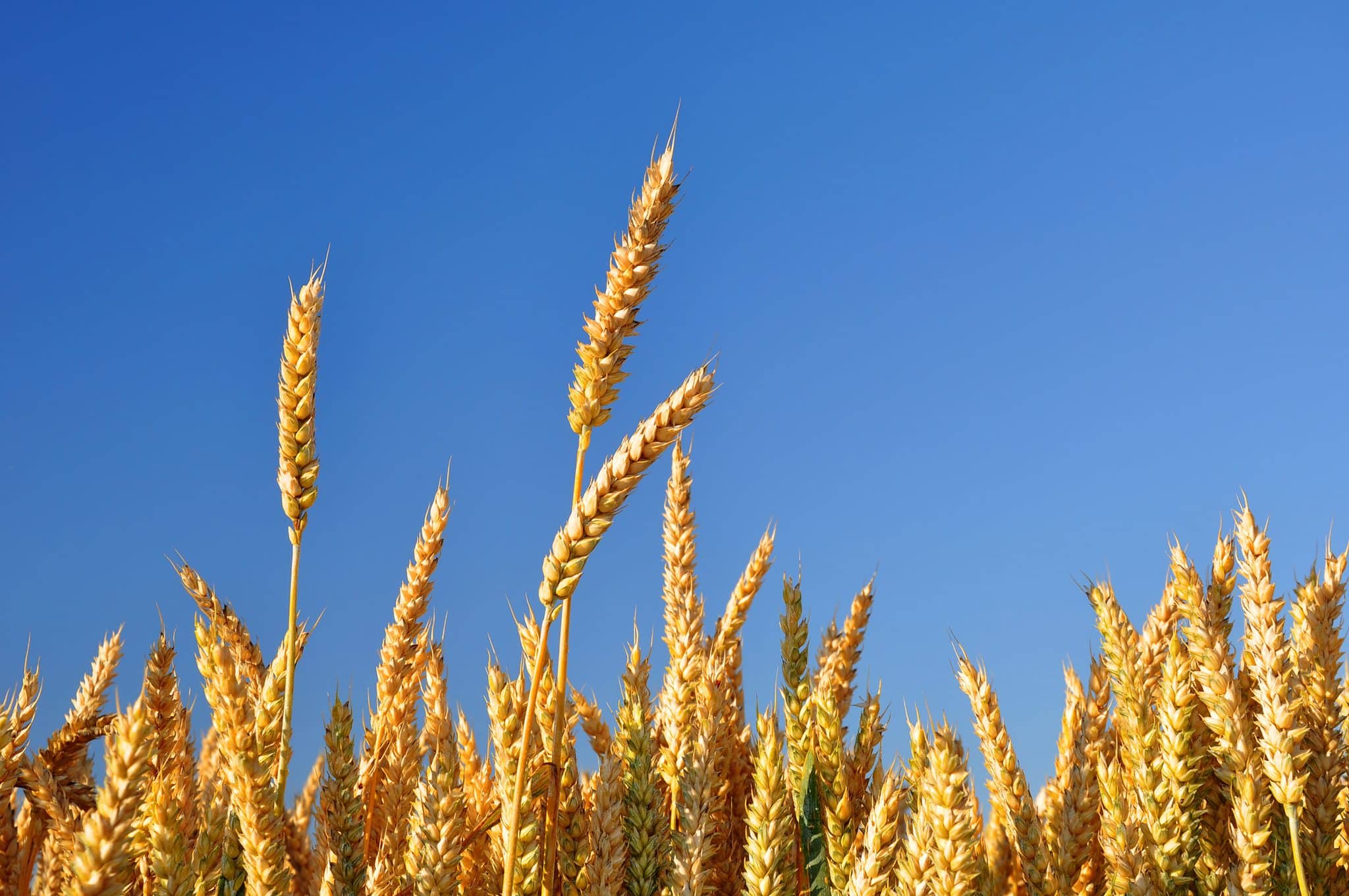 A Guide to Wheat Hagberg Falling Number - Agri